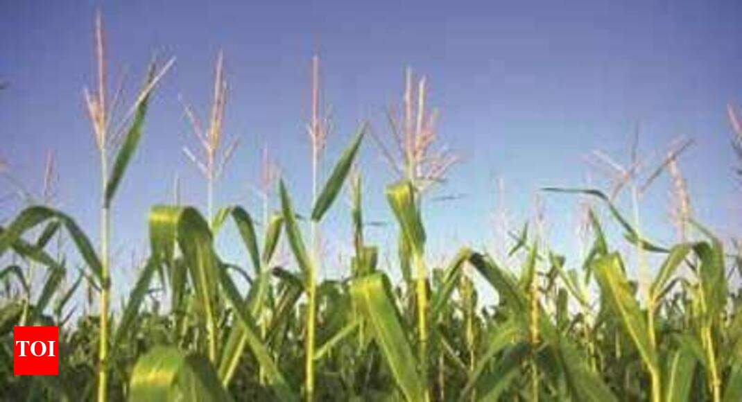 New drought-resistant crops developed - Times of India