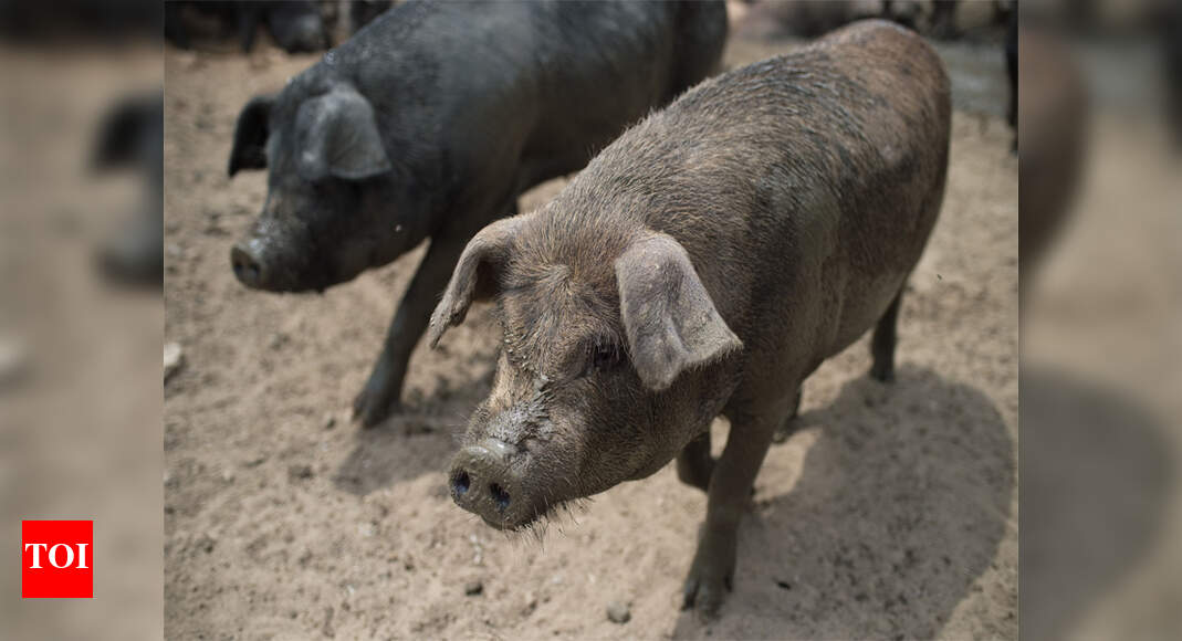 PMC: PMC engages agency to check stray pigs’ menace | Pune News - Times ...