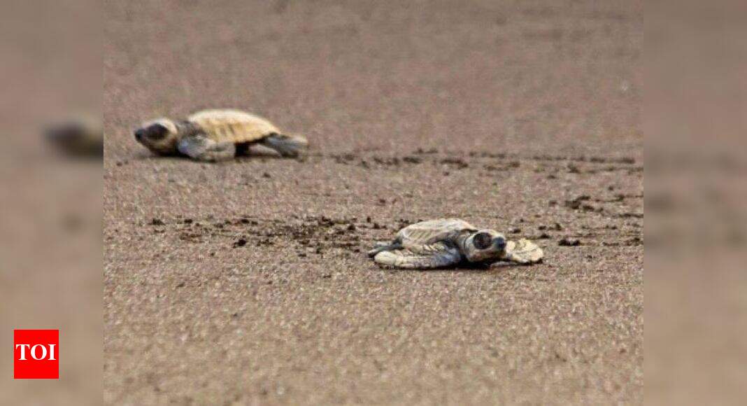 Olive Ridley Turtles: Turtles caught in fishing nets rescued | Goa News ...