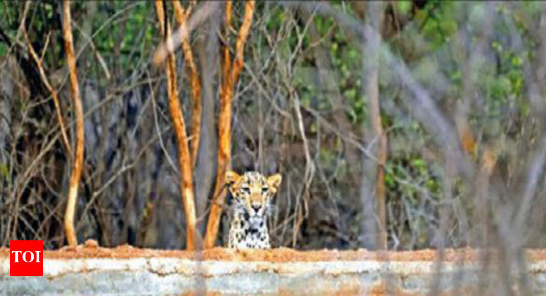 A leopard kingdom grows right in the middle of a concrete jungle | Pune ...