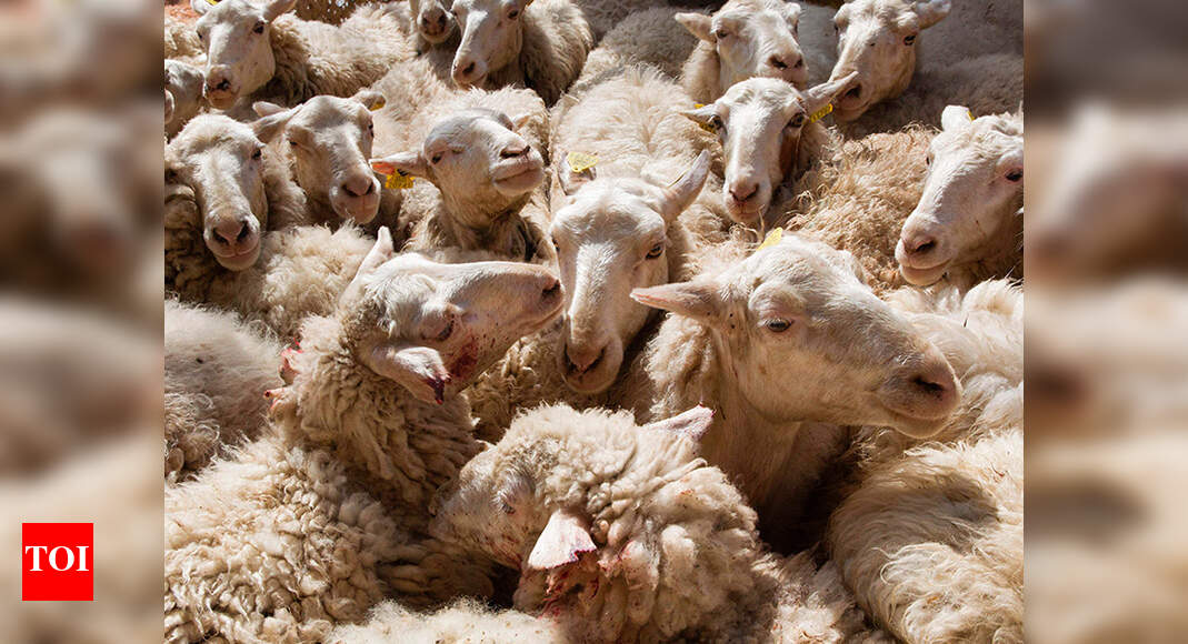 Mysterious killing of sheep continues in Odisha's Niali | Cuttack News ...