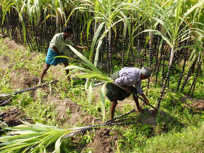 Area under sugarcane crop cultivation stagnant in Goa | Goa News ...