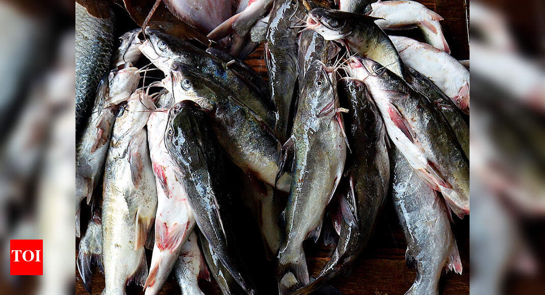 Nothing fishy about this delicacy | Goa News - Times of India
