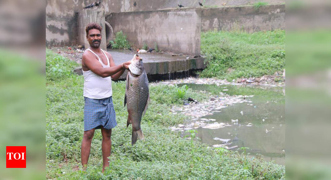 Low oxygen in Ghodasar water kills hundreds of fish | Ahmedabad News ...