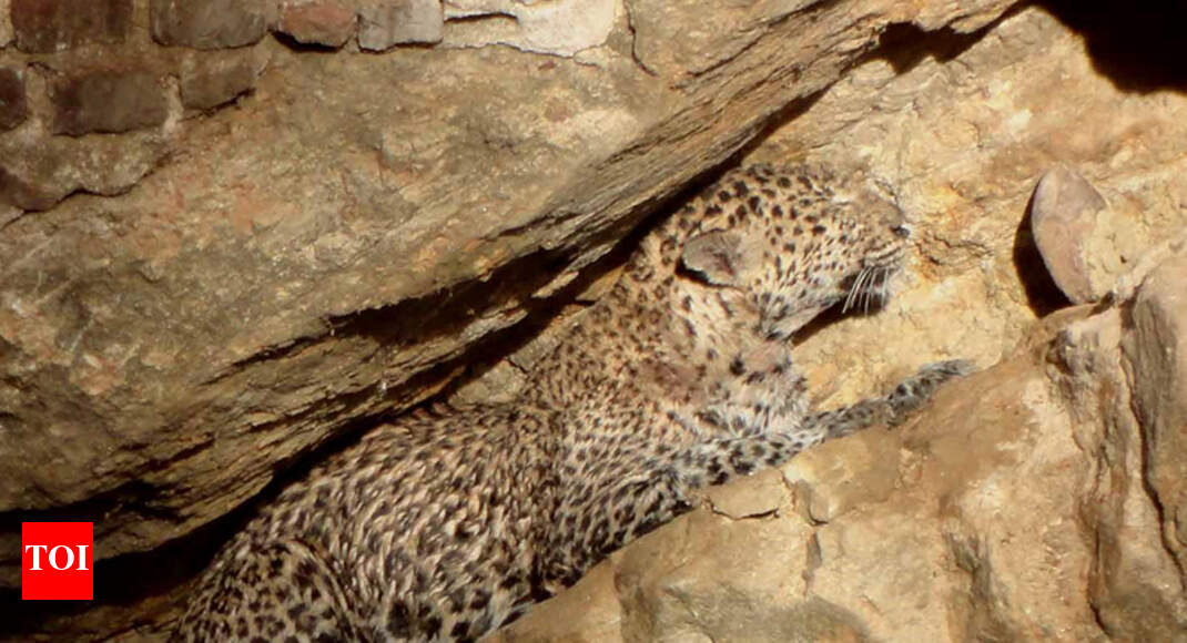 leopard FELL IN WELL: Leopard rescued from well with makeshift ladder ...