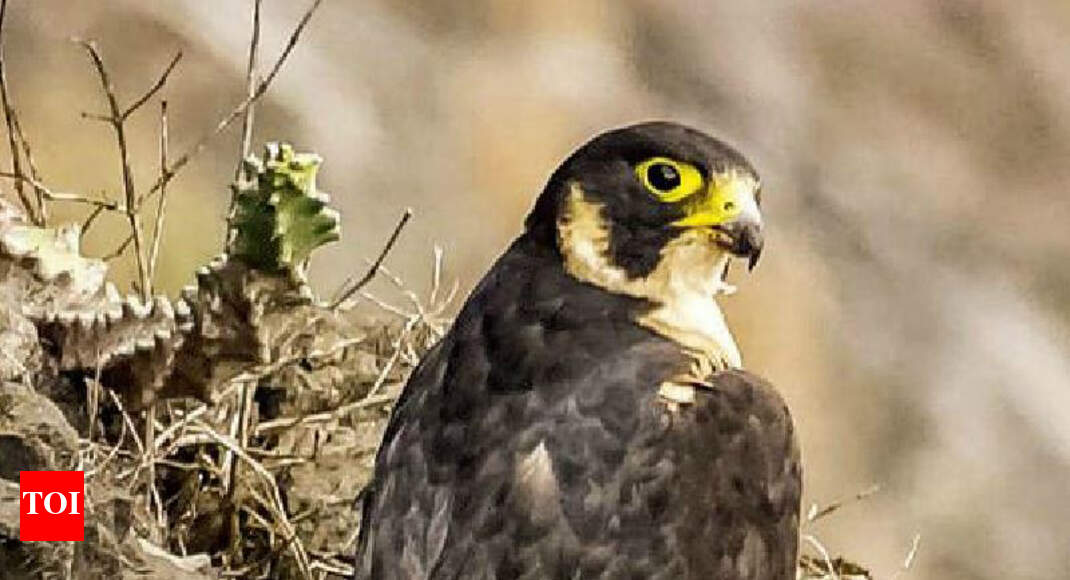 In rare sighting, Shaheen Falcon spotted in Gotri | Vadodara News ...