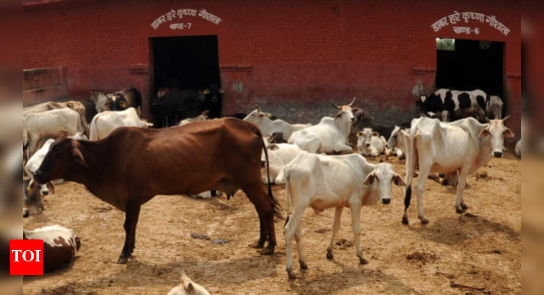 Cow Slaughter Ban: Muslim intellectuals' body for ban on cow slaughter ...