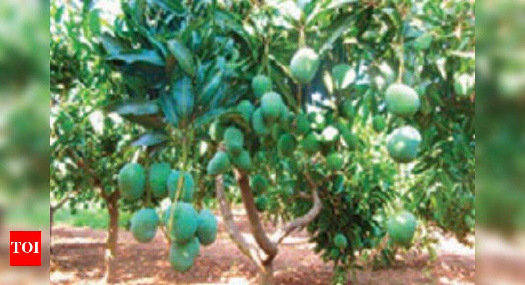 Multiply Mango Yield 3-Fold: A novel cropping pattern that can multiply ...