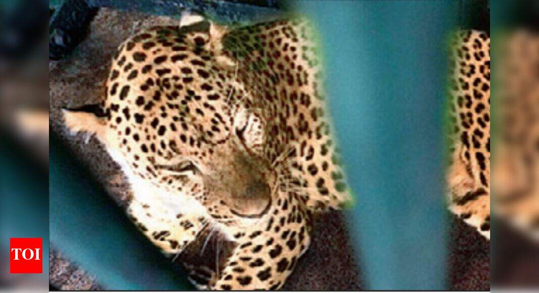 Prowl In Kannur: Leopard licks up milk from bottle, swallows meat from forceps ...