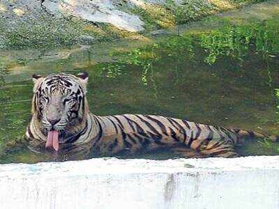 On July 20, say happy birthday to tiger Vijay in Delhi zoo | Delhi News ...