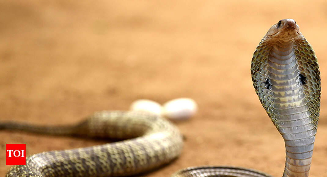 Snake bite abuse rears its head in Mumbai again | Mumbai News - Times ...