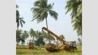 Tree Sped: Can transplantation can save the Jessore Road trees ...
