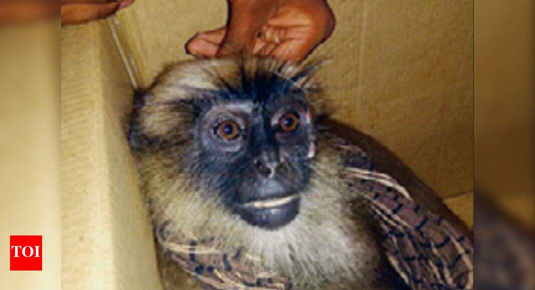 Students rescue, treat monkey hit by truck | Hubballi News - Times of India
