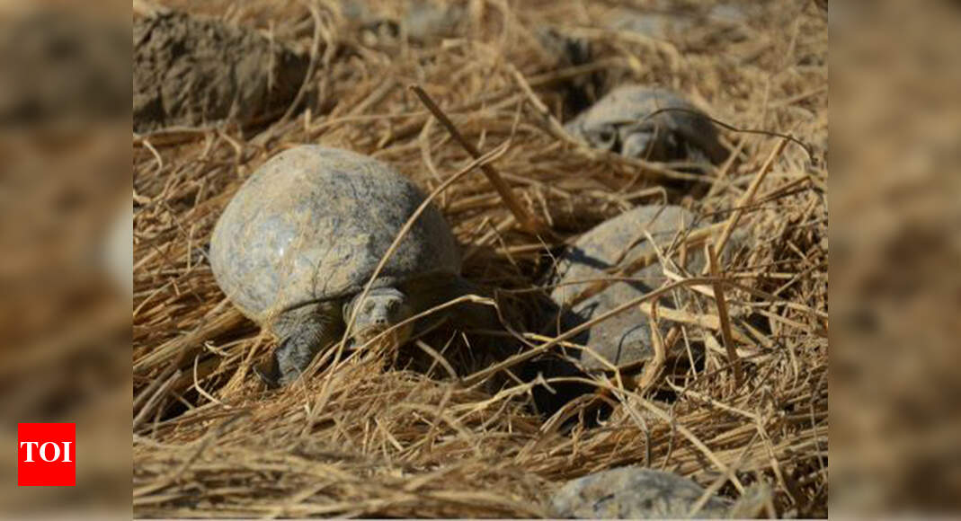 Hill turtle spotted in Nandhaur for the first time | Dehradun News ...