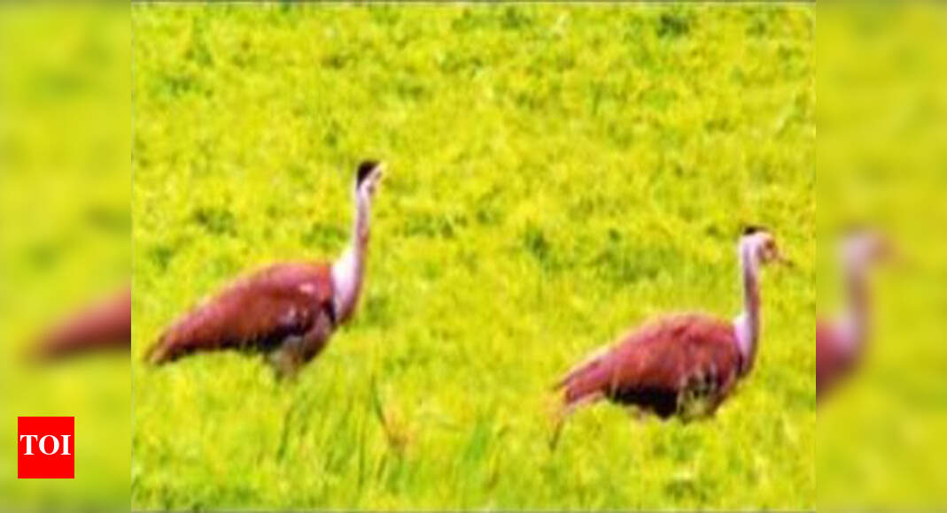 Season's first Great Indian Bustard egg found at DNP | Jaipur News ...