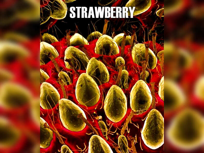Strawberry fruit examined under a microscope with magnification ...