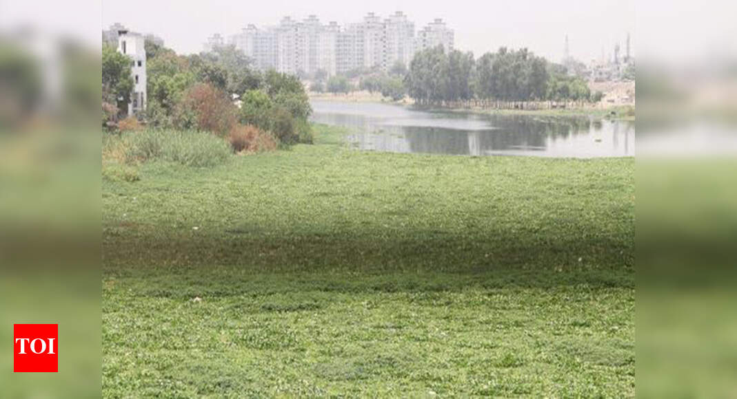 Rising rivers set off flood alarm amid incessant rains | Lucknow News ...