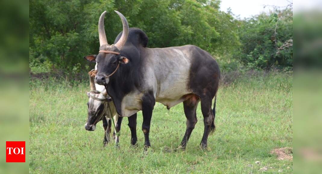 Jallikattu film team shoots in Maasai Mara | Tamil Movie News - Times ...