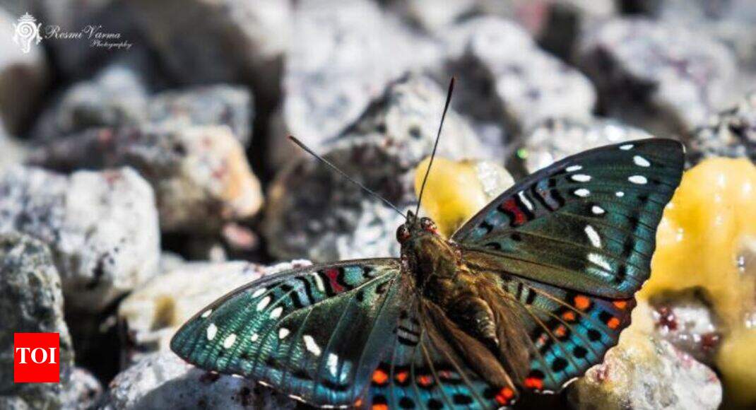 Kowdiar palace: A rare butterfly species spotted at Kowdiar Palace ...
