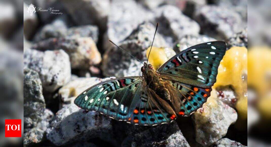 Kowdiar Palace: A rare butterfly species spotted at Kowdiar Palace ...