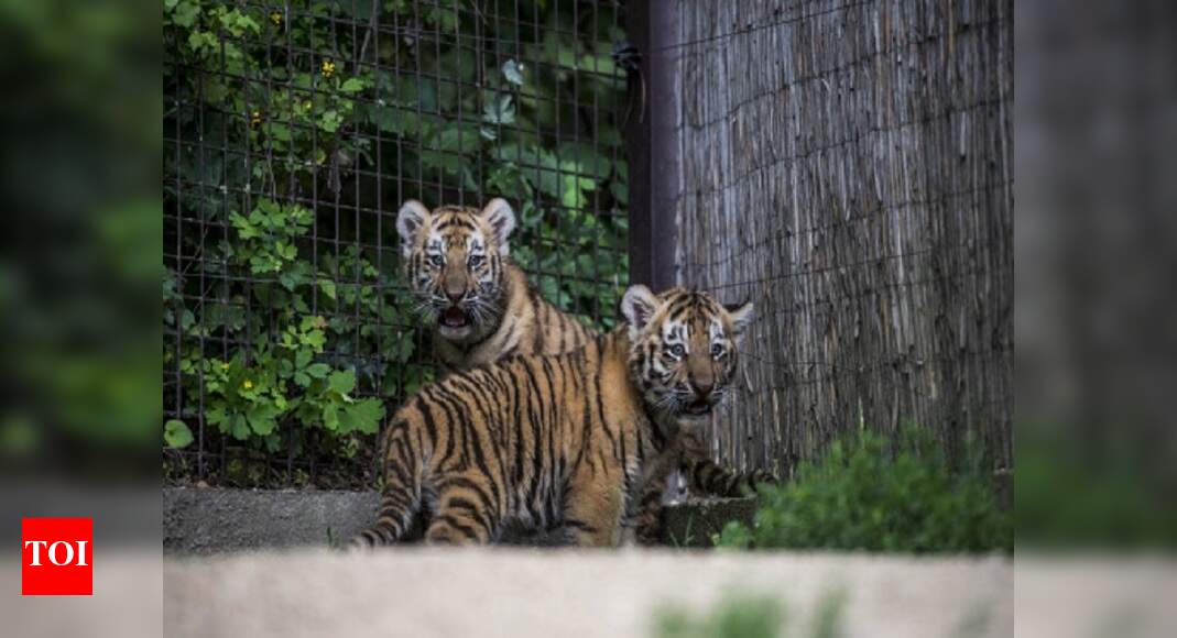 Green Eco: Saving 2 tigers gives more value than Mangalyaan! - Times of ...