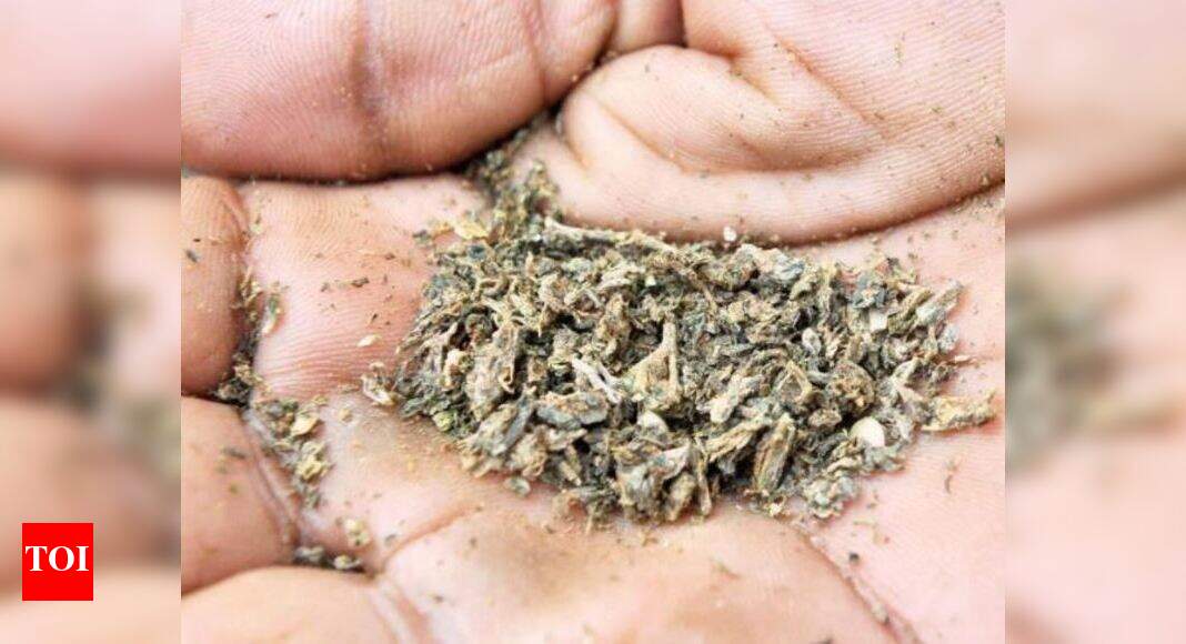 Ganja Consumption: Goa: In off season, addicts get high on desi ganja ...