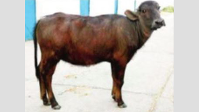 Karnal institute finds tech to clone dead cattle | Chandigarh News ...