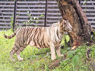 Vijay: Delhi zoo's most popular resident - Vijay, the white tiger ...