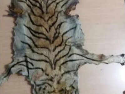 Tiger hide seized in Madhya Pradesh, 4 held | Bhopal News - Times of India
