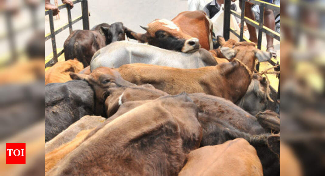 Cattle Smuggling: 276 cattle seized from Bangladesh border in 5 days in ...