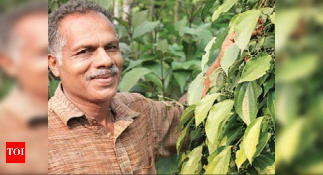 Agali pepper gets Union government recognition | Kochi News - The Times ...