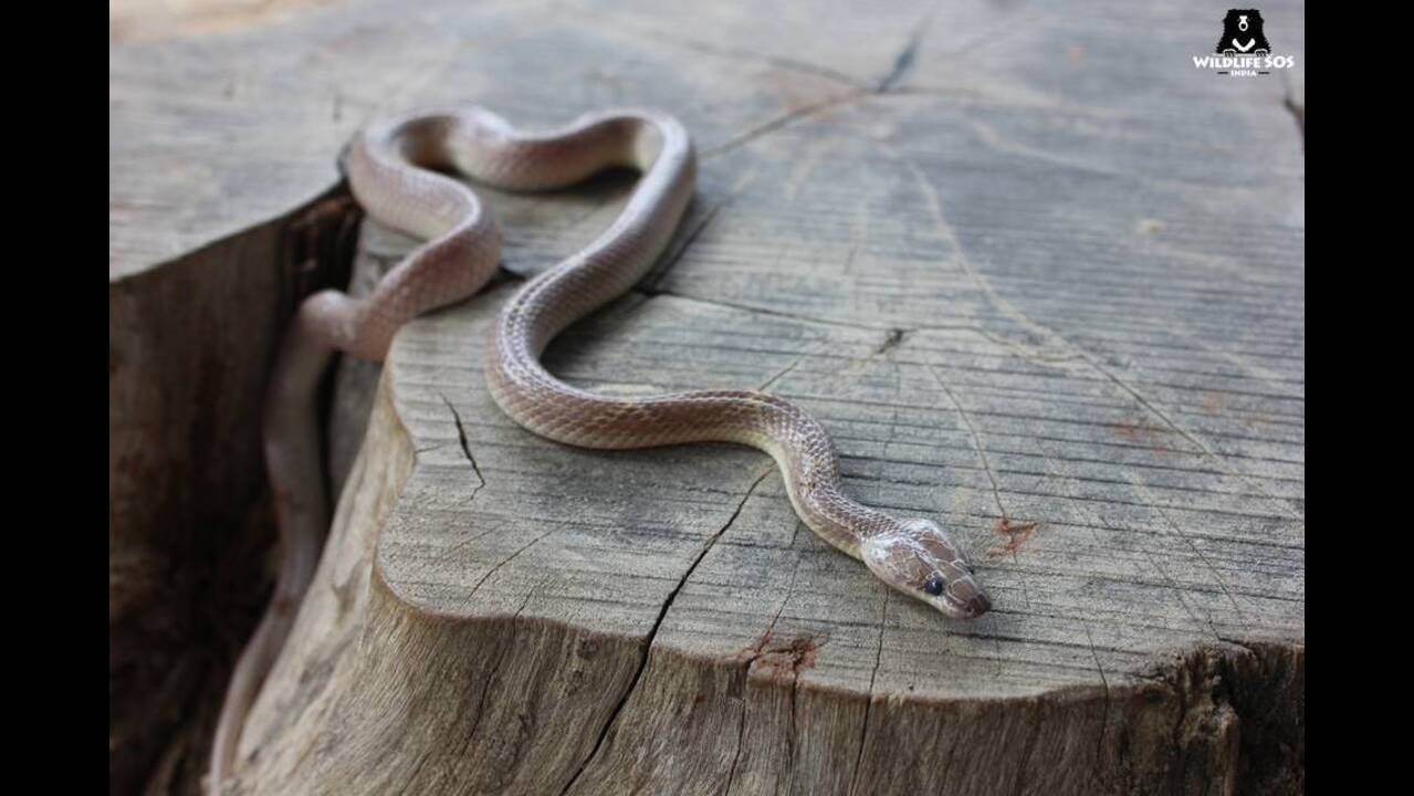 Arboreal Snakes In India