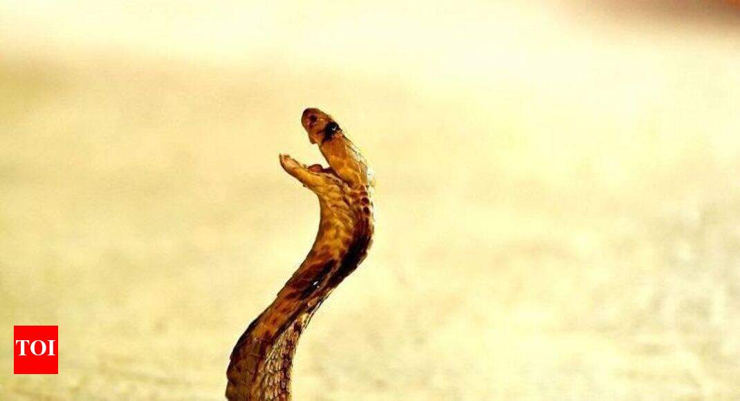 Ahmedabad floods: It’s raining snakes | Ahmedabad News - Times of India