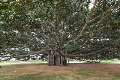 Coffee table book on Heritage trees of Tamil Nadu released | Chennai ...