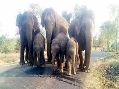 Youth crushed to death by elephants while clicking selfie | Bengaluru News - Times of India
