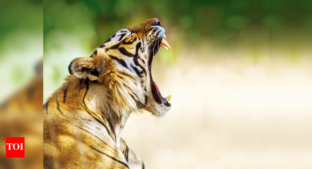 Mumbai answers the roar of the Tiger | Mumbai News - Times of India