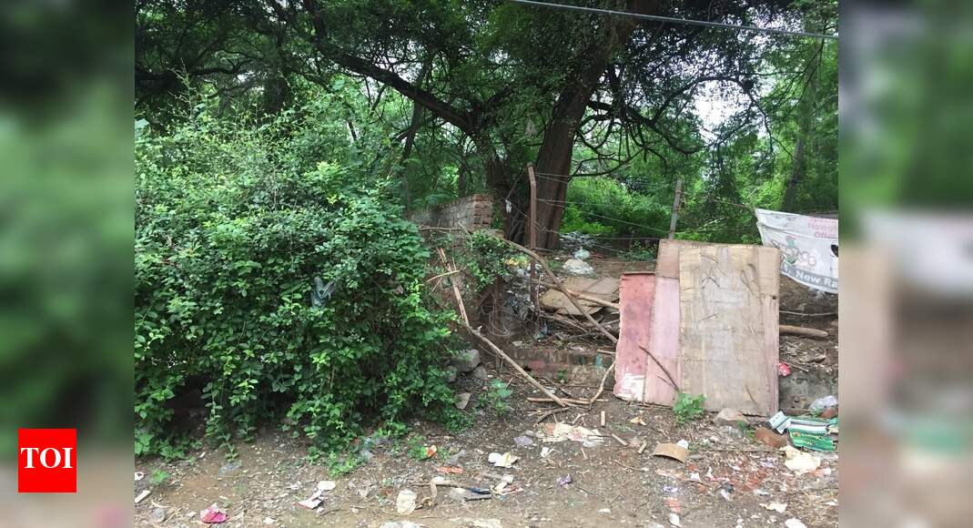 Protected forest being denuded - Times of India