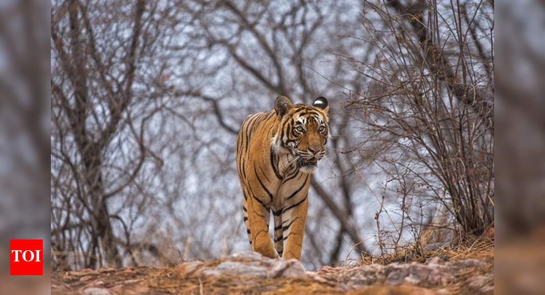 World Tiger Day: WE CAN AND WILL SAVE THE TIGER | Kolkata News - Times ...