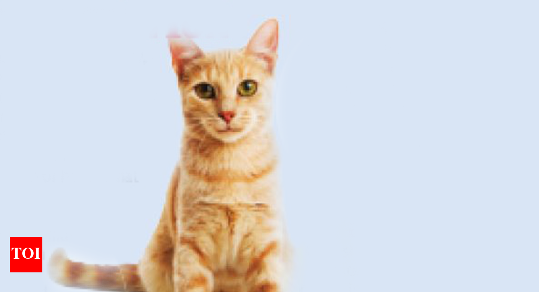 Cat lovers want international status for 'Indian Billy' | India News ...