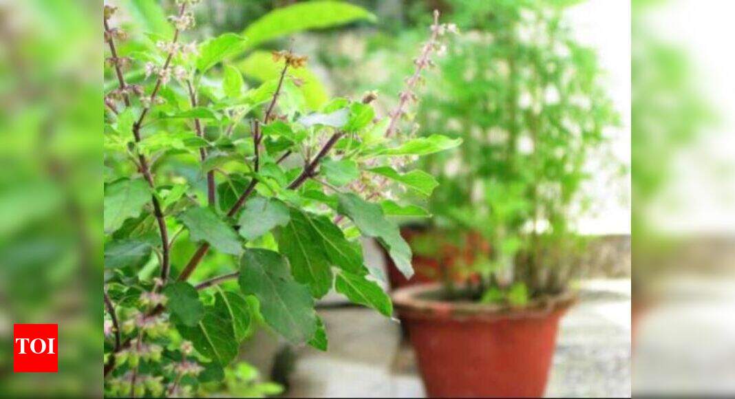 RSS affiliate to take tulsi to Mewat Muslim households | Gurgaon News ...