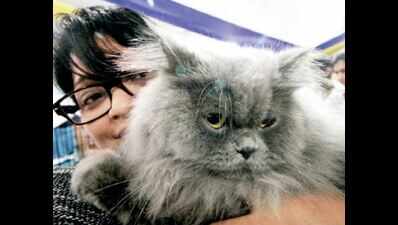 When rarest breeds of cats vied for furry crown | Bengaluru News ...