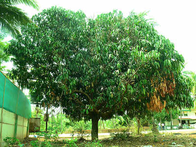 A tale of two trees | Goa News - Times of India