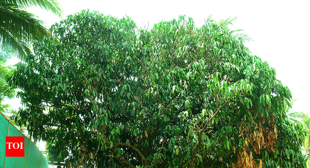 A tale of two trees | Goa News - Times of India