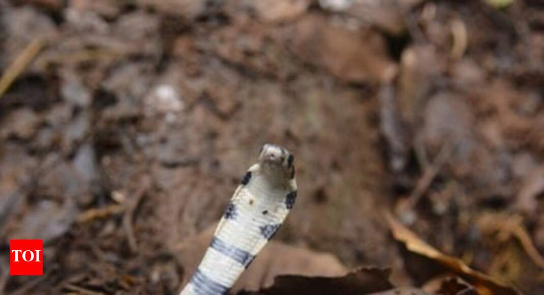 Monitored king cobra hatching in natural habitat successful ...