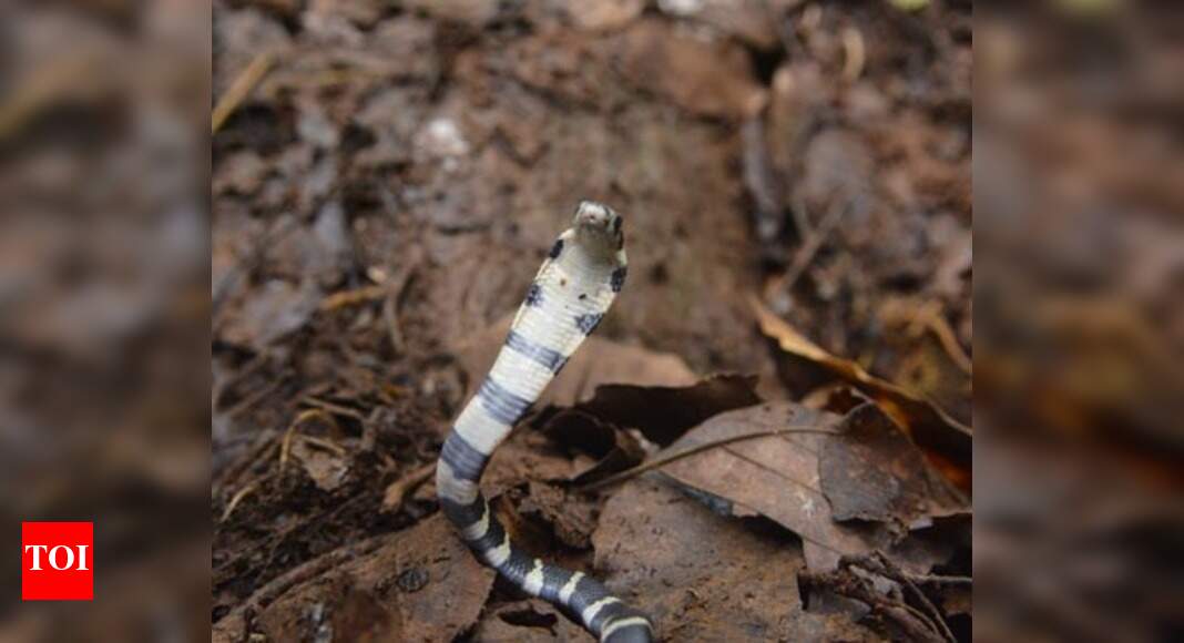Monitored king cobra hatching in natural habitat successful ...