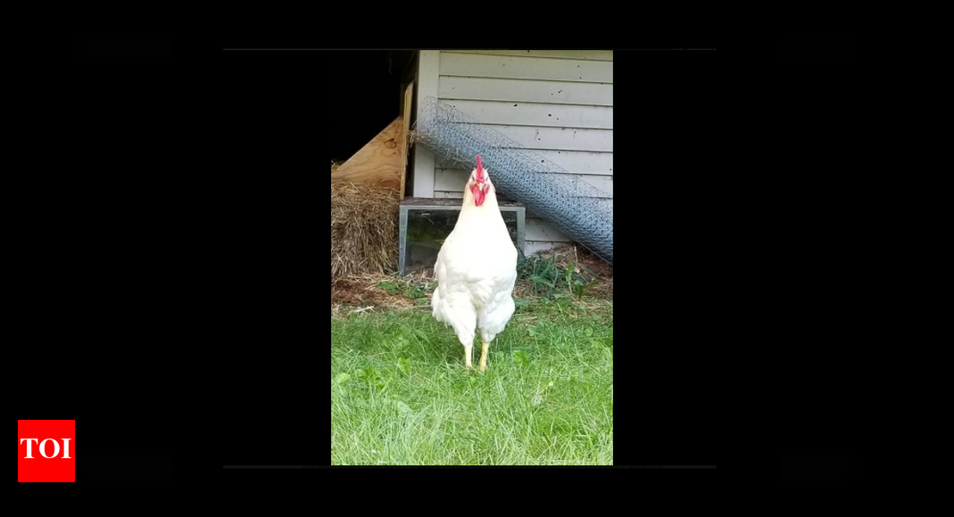 Funny Ad: This hilarious ad will make you want to buy a rooster - Times ...