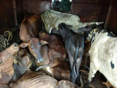 Tempo carrying cows intercepted in Vasai, driver held | Mumbai News ...