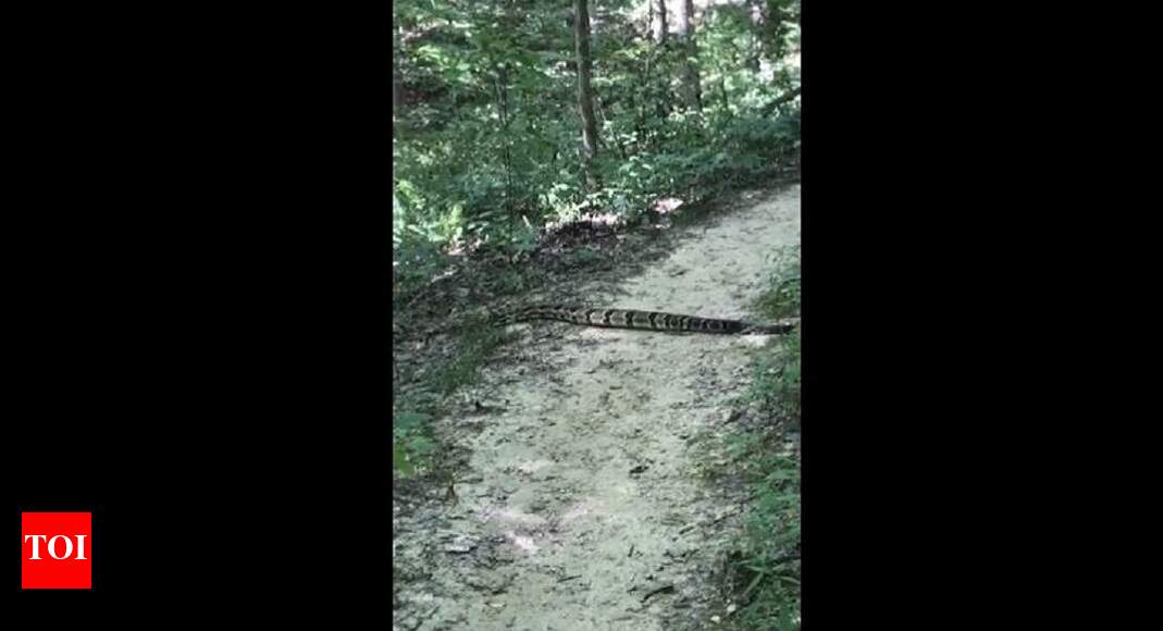 Hiker's close encounter with snake goes viral - Times of India