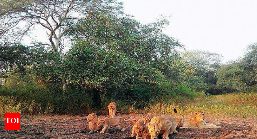 Gir National Park: Lion population roars to 650 in Gujarat forests ...