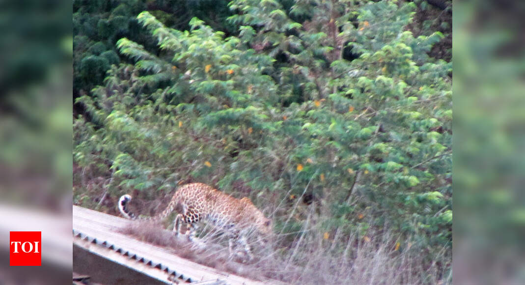 Raisina Hills: Villagers claim leopard sighting near Manesar | Gurgaon ...